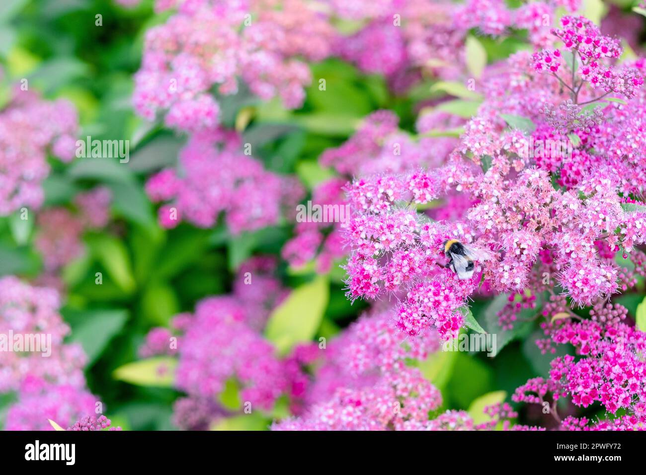 Spirea bush or spirea pattern with leaves close up. Billiard spirea ...
