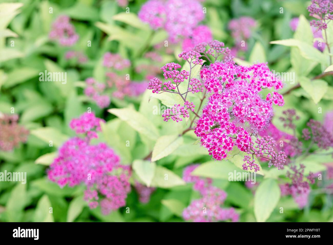 Spirea bush or spirea pattern with leaves close up. Billiard spirea ...