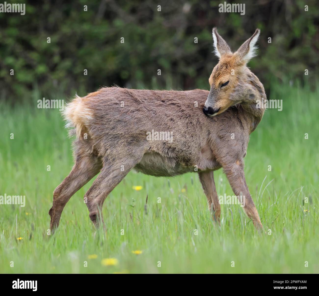 Roe Deer doe (Capreolus capreolus) in the Cotswold Hills UK during the ...