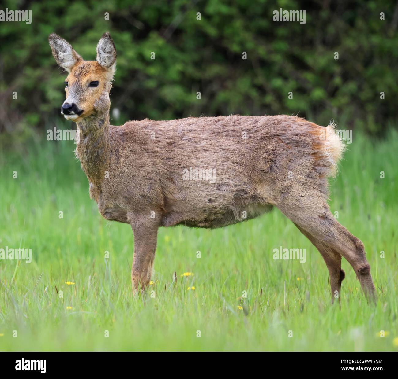 Roe Deer doe (Capreolus capreolus) in the Cotswold Hills UK during the ...