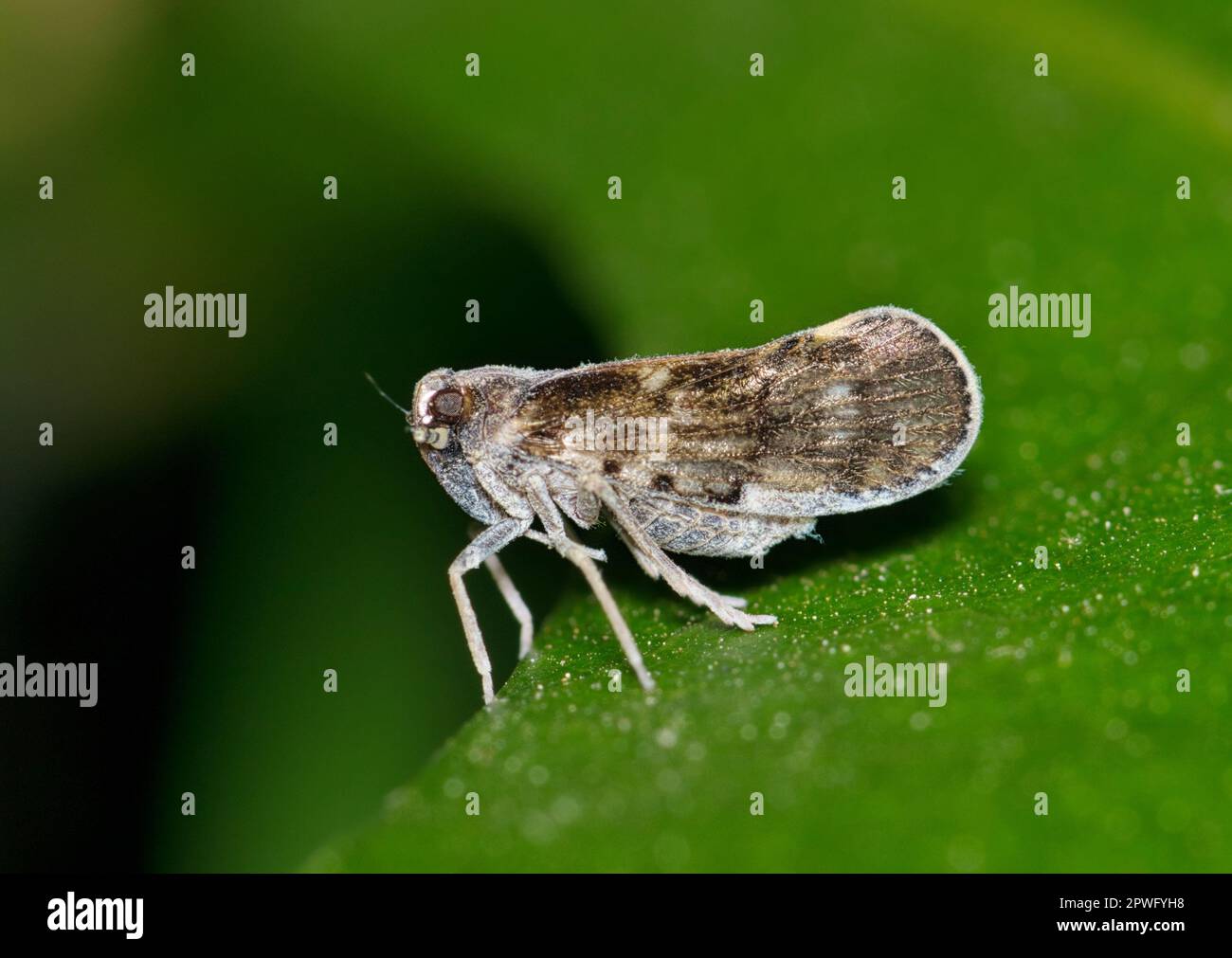 Planthopper in nature hi-res stock photography and images - Alamy