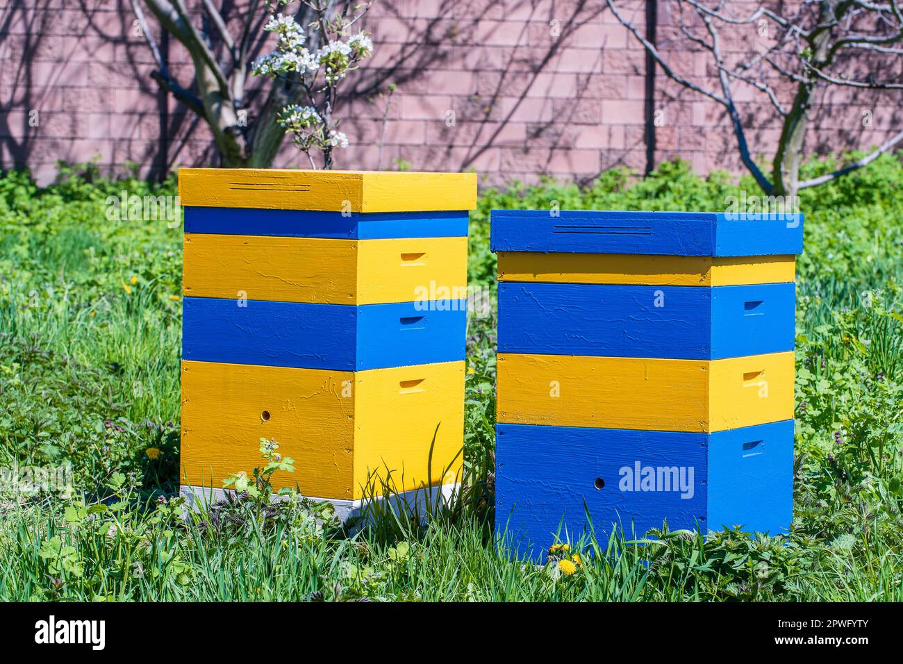 Two new set of yellow-blue wooden beehive in the spring garden, close ...