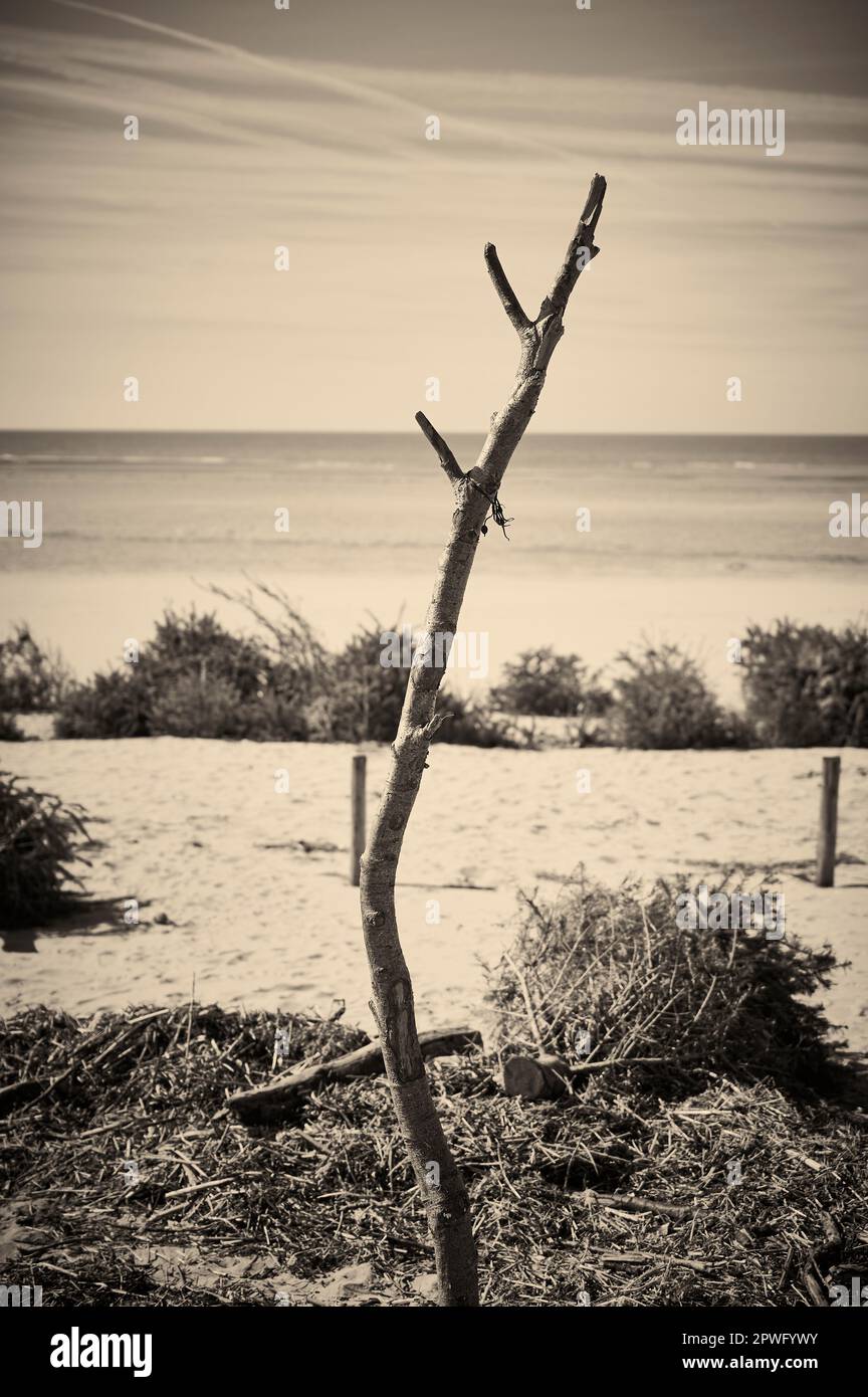 Garden rubbish and Christmas trees on beach Stock Photo - Alamy