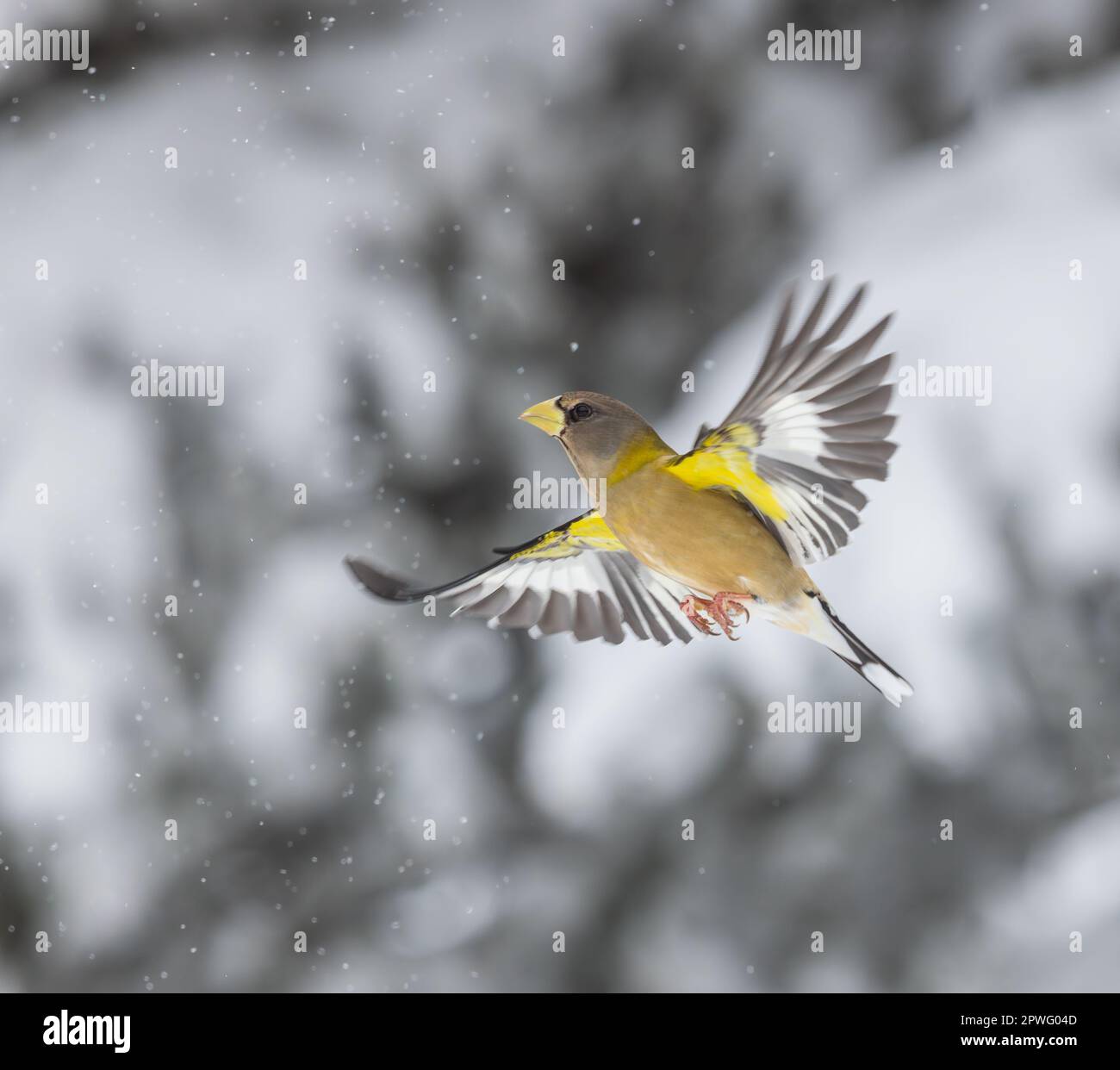 Evening Grosbeak Flying