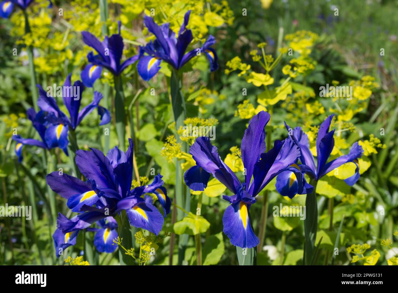 Beautiful spring contrast of Dutch Iris 'Blue Magic' and acid yellow ...