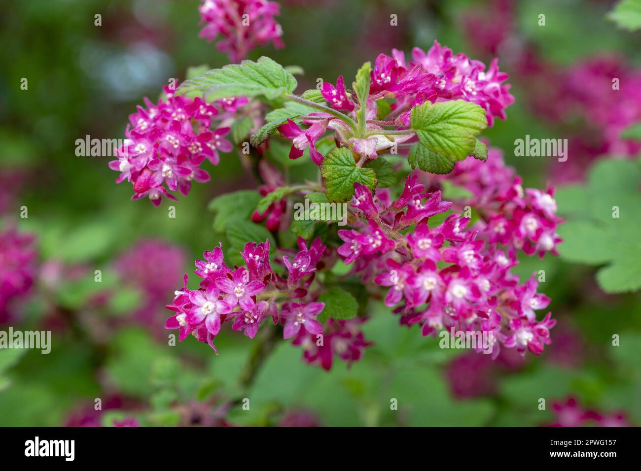 Flowering currant in a public park in Germany Stock Photo - Alamy