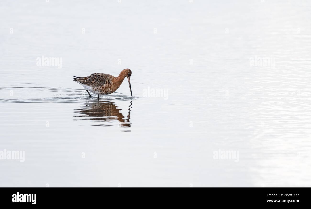 Black tailed godwit white background hi-res stock photography and ...