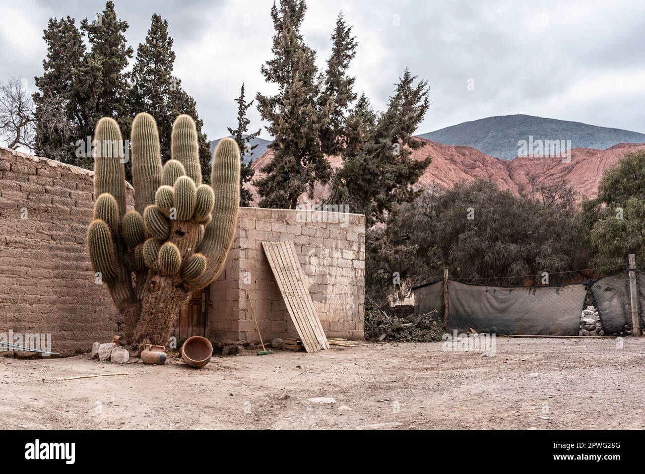 Northern argentina cactus hi-res stock photography and images - Alamy