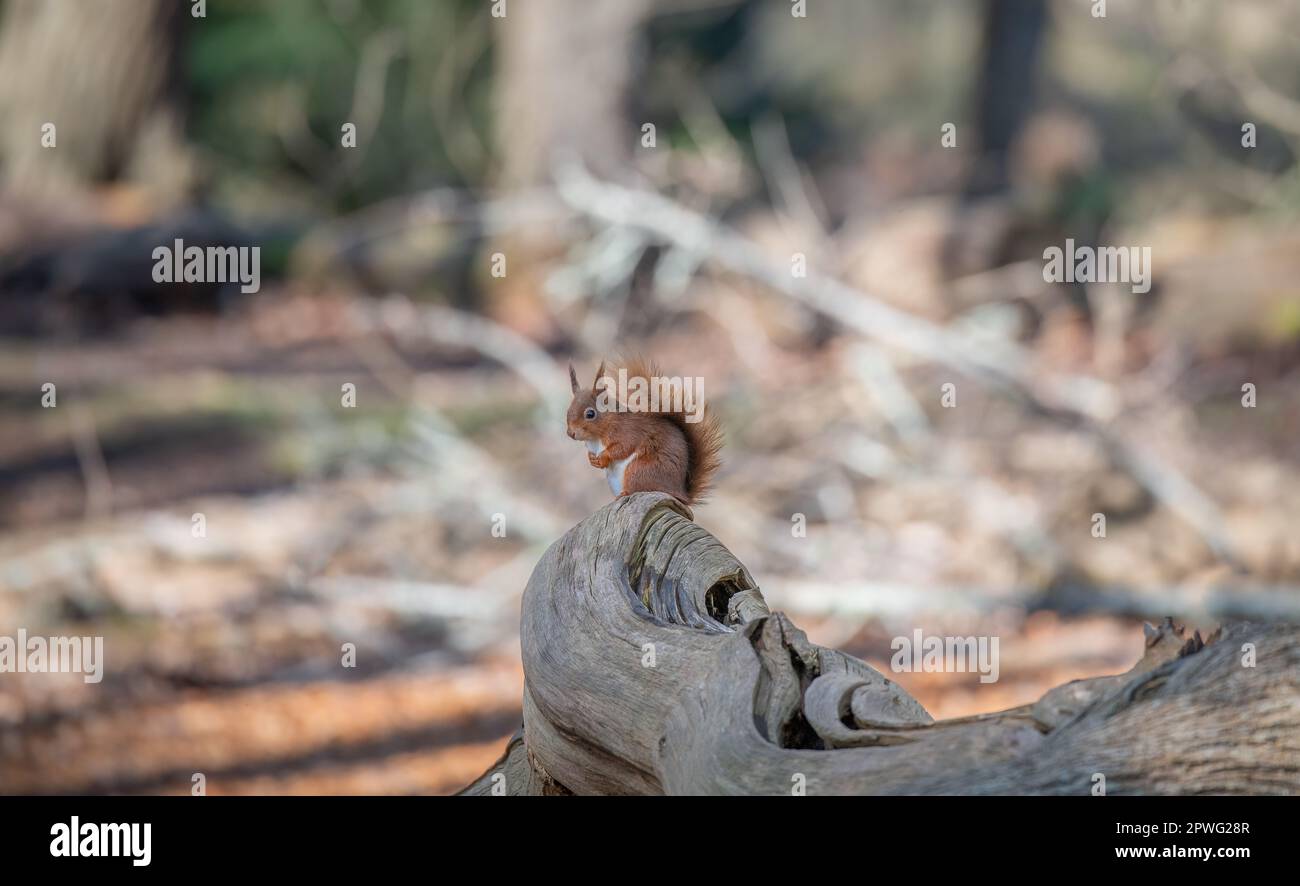 Beautiful eurasian red squirrel hi-res stock photography and images - Alamy