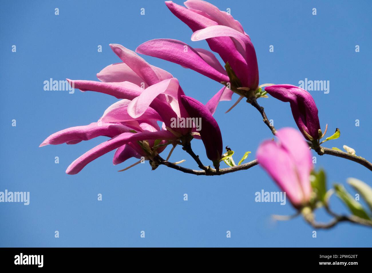 Susan did hi-res stock photography and images - Alamy