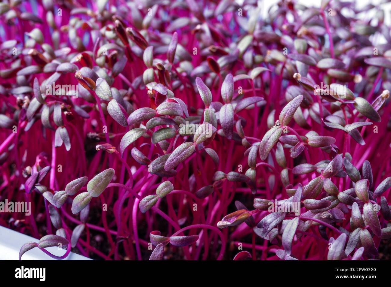 Amaranth shoots. Microgreens, superfood, healthy food Stock Photo - Alamy