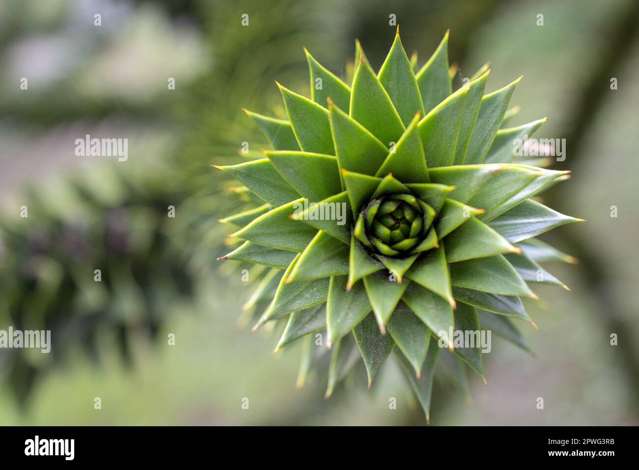 Araucaria araucana green leaves on tree, close up Stock Photo - Alamy