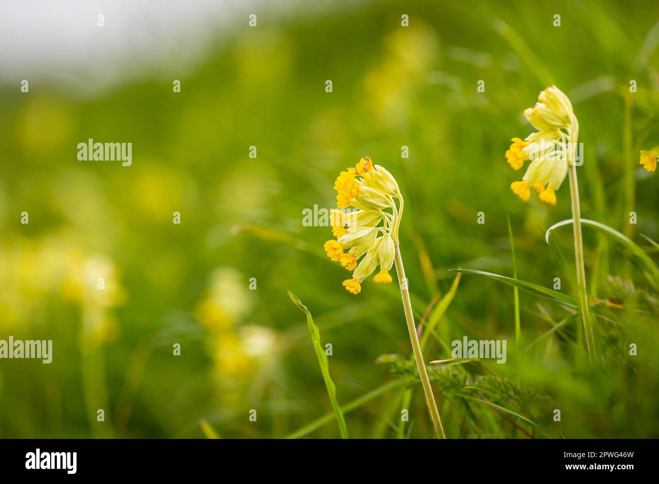 Cowslip flowers in the Sussex countryside, on a spring day Stock Photo ...
