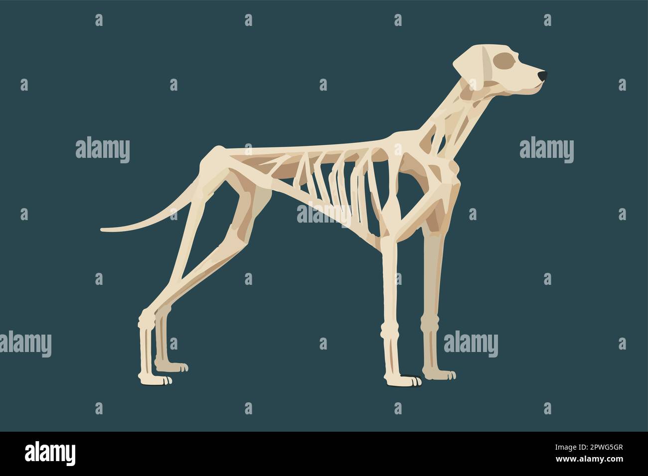 Dog skeleton drawing hi-res stock photography and images - Alamy