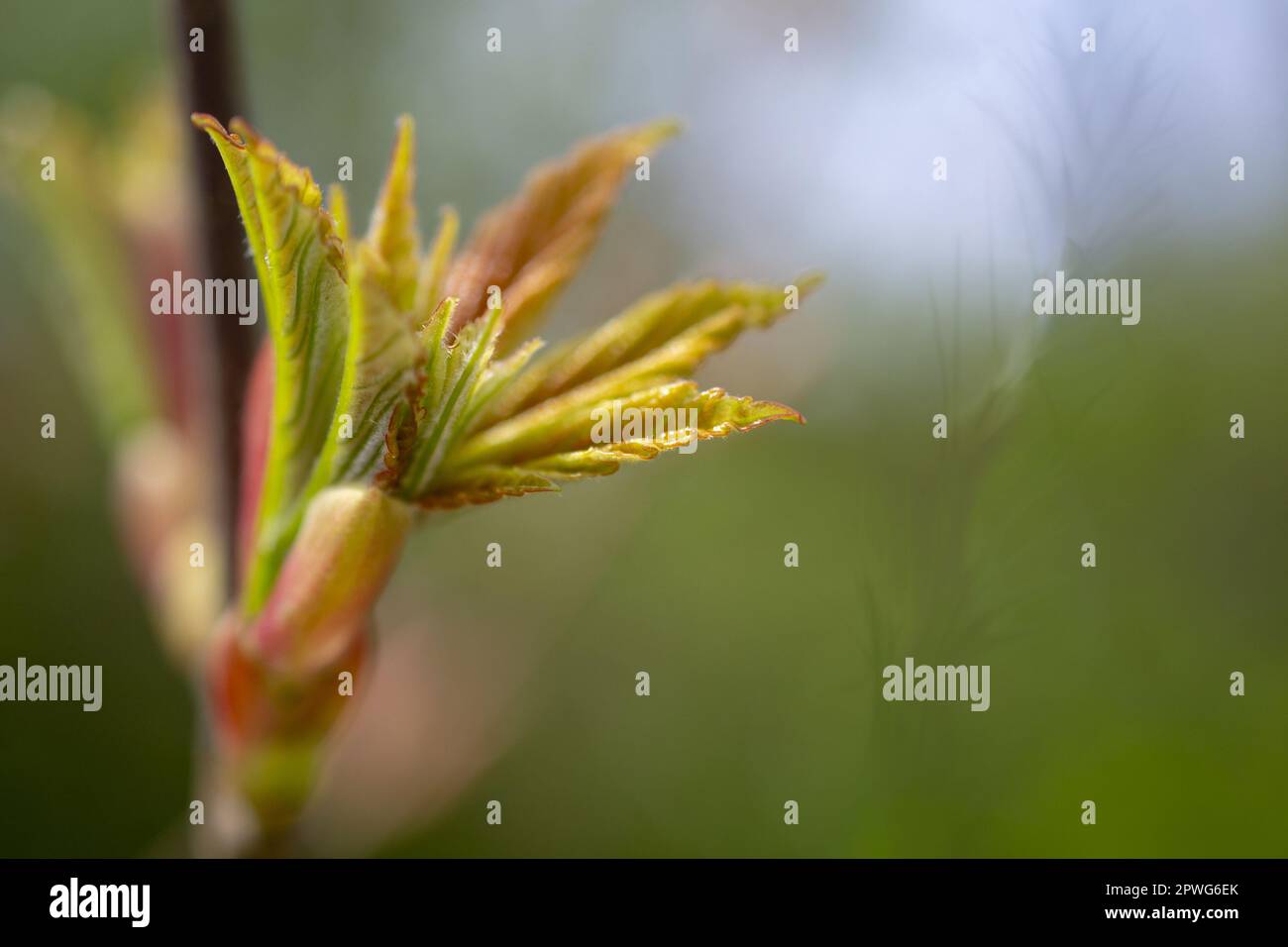 Tree buds close up. Large tree buds Stock Photo - Alamy