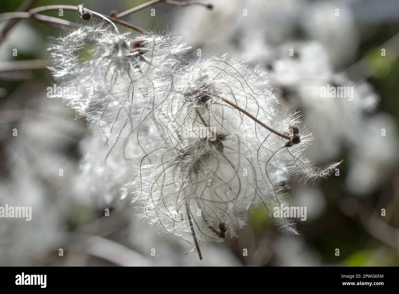 Clematis Vitalba seed heads with white silky feather-like appendages ...