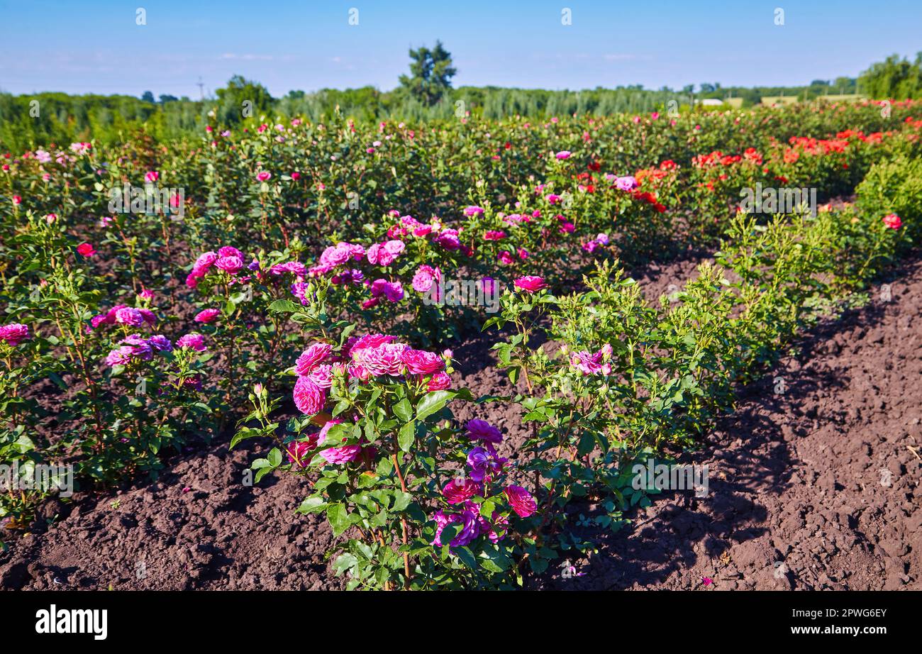 A field of roses on a rose nusery in the countryside Stock Photo - Alamy
