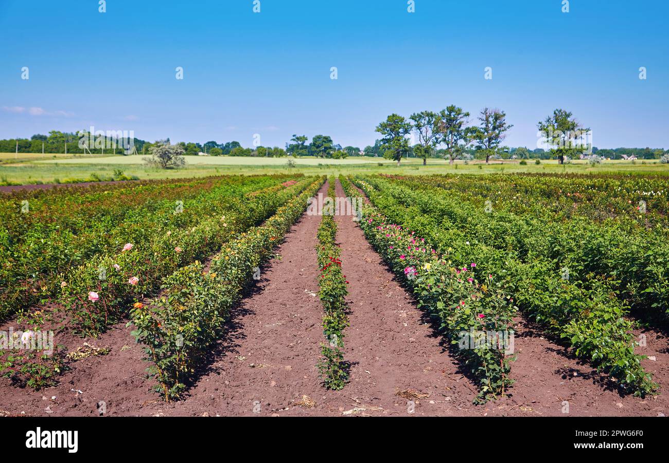 A field of roses on a rose nusery in the countryside Stock Photo - Alamy