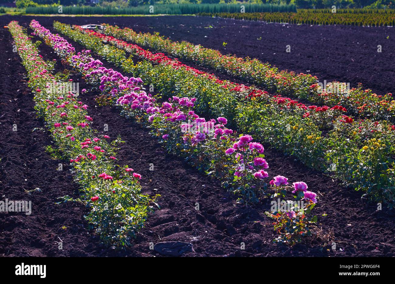 A field of roses on a rose nusery in the countryside Stock Photo - Alamy