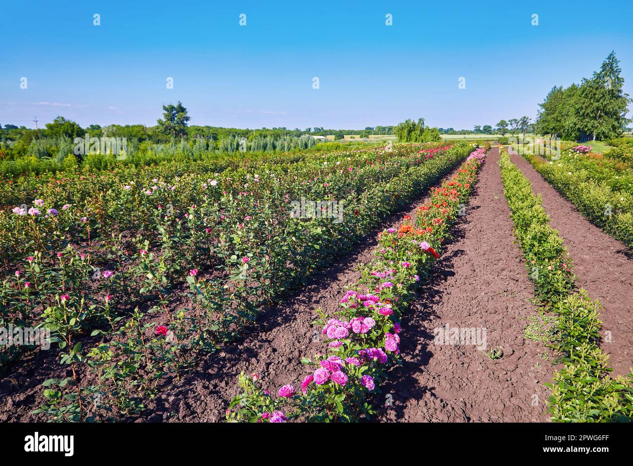 A field of roses on a rose nusery in the countryside Stock Photo - Alamy