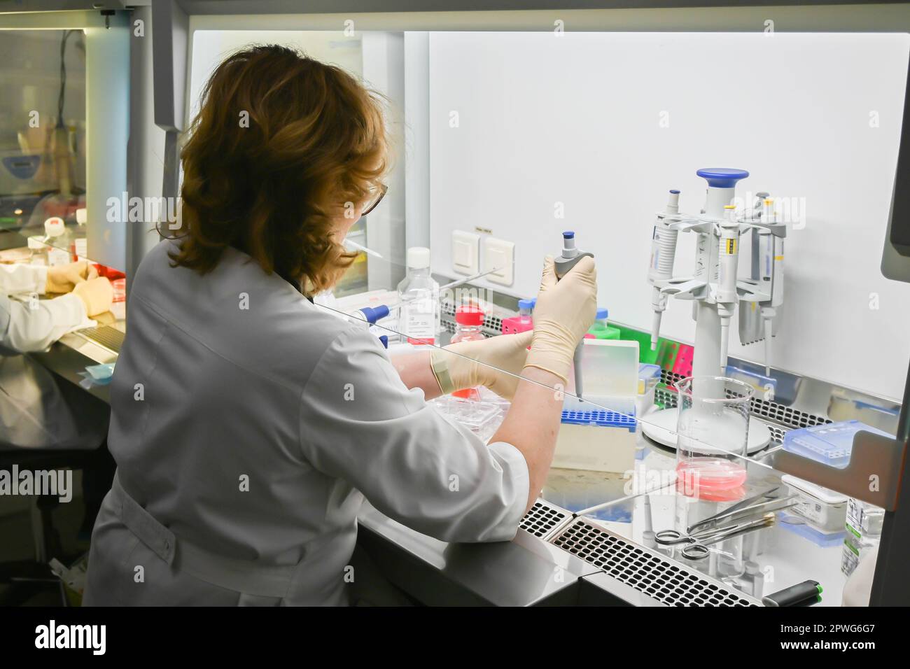 Work in a laminar box. Laboratory equipment for the study of cell ...