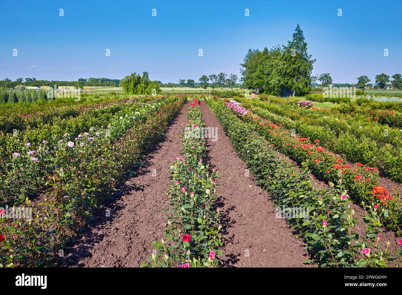 Garden nusery hi-res stock photography and images - Alamy