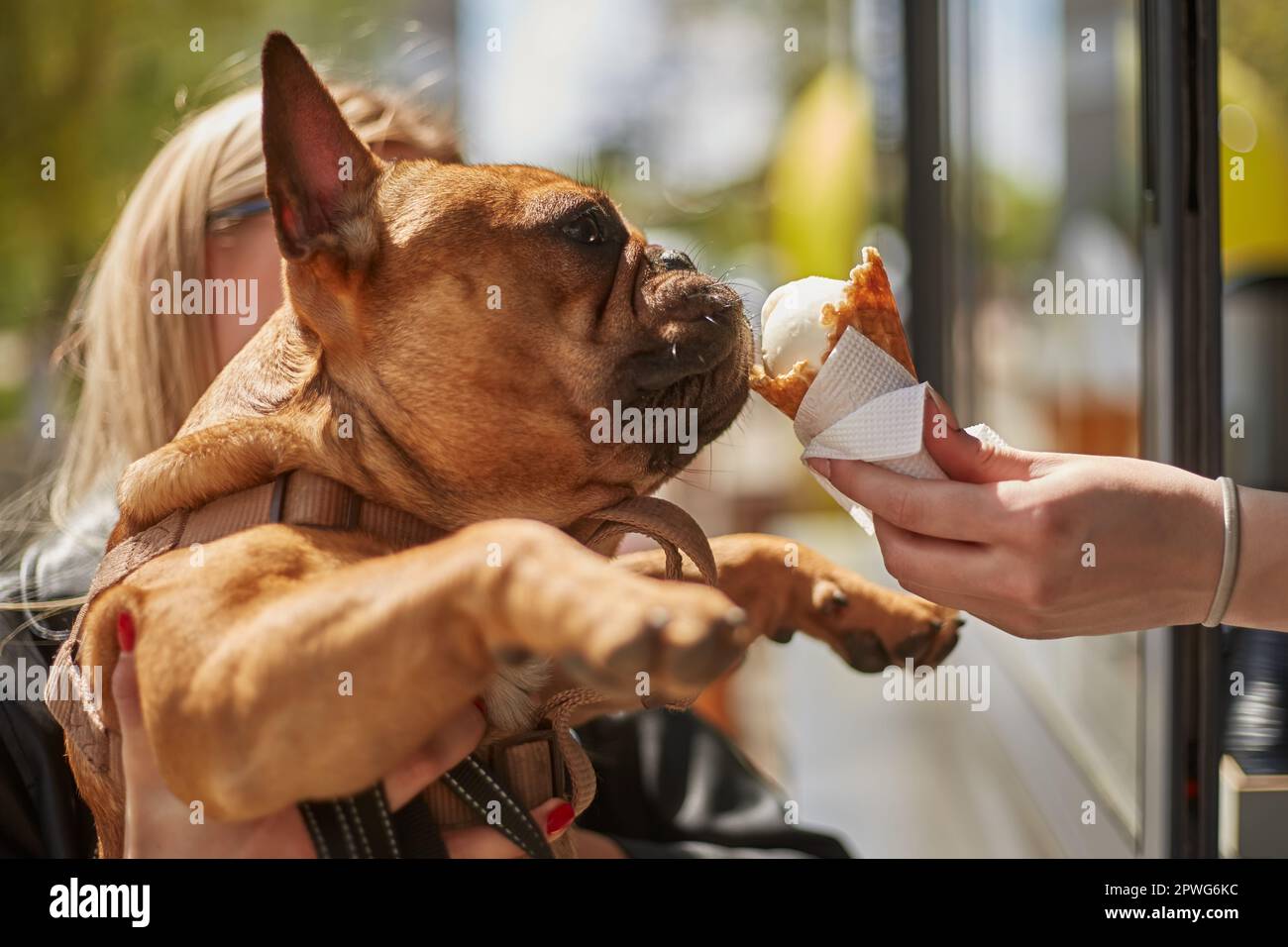 Funny young bulldog eating an ice-cream. Owner spoiling her favorite ...