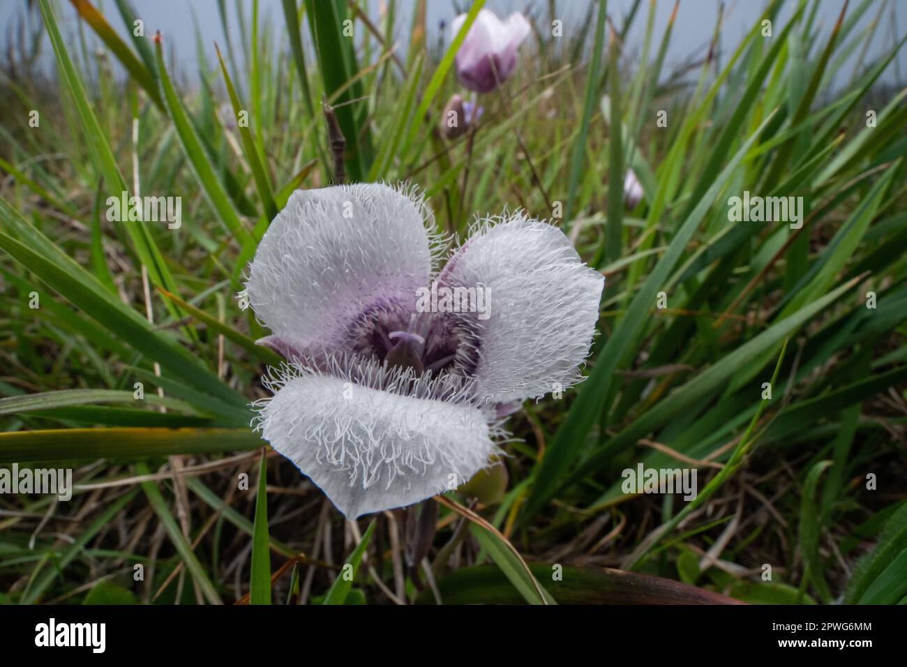 Calochortus tolmiei, Tolmie's star-tulip, flowering in the grassland of ...