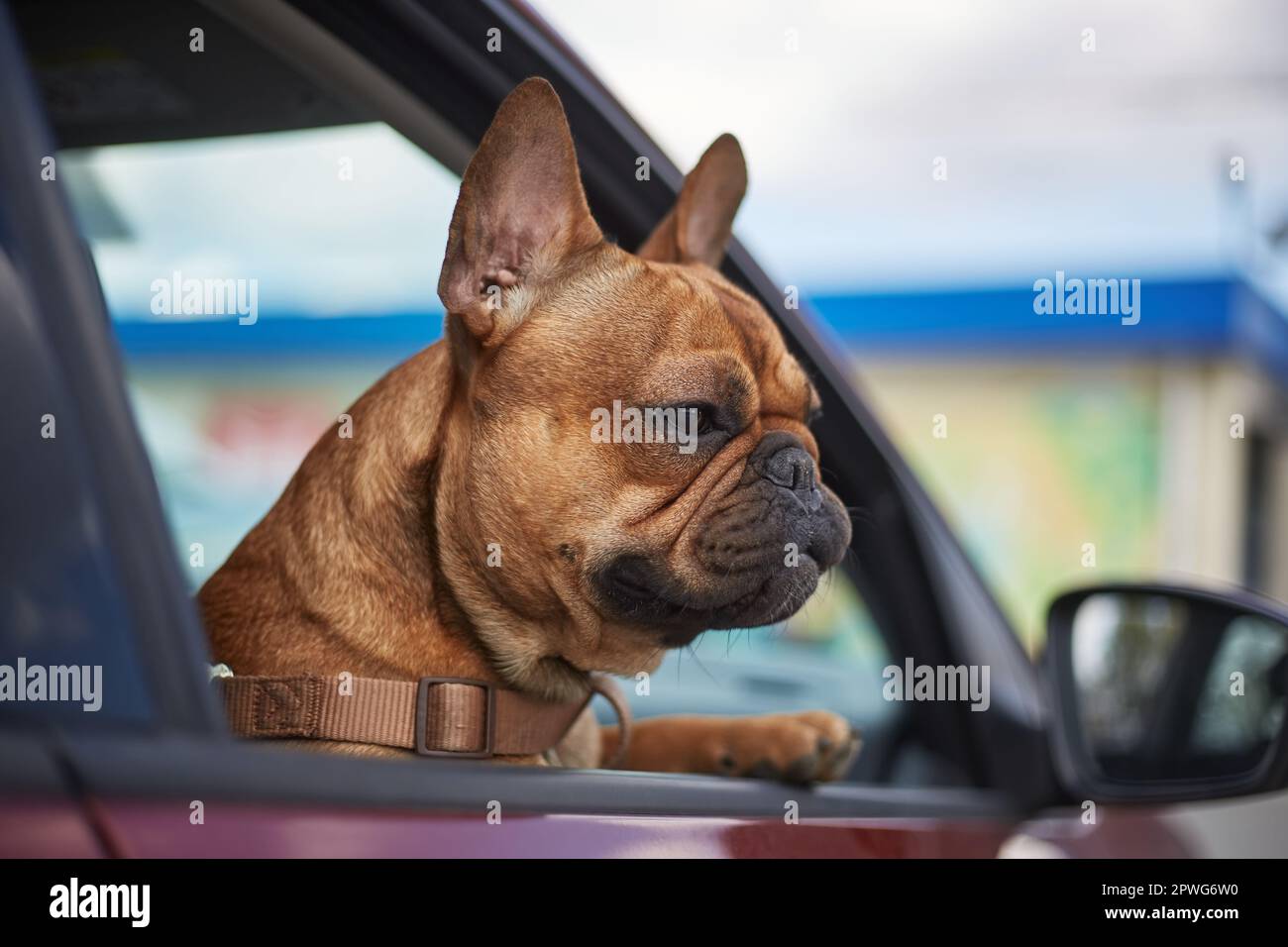 Portrait of cute brown French bulldog watching the city street from the ...