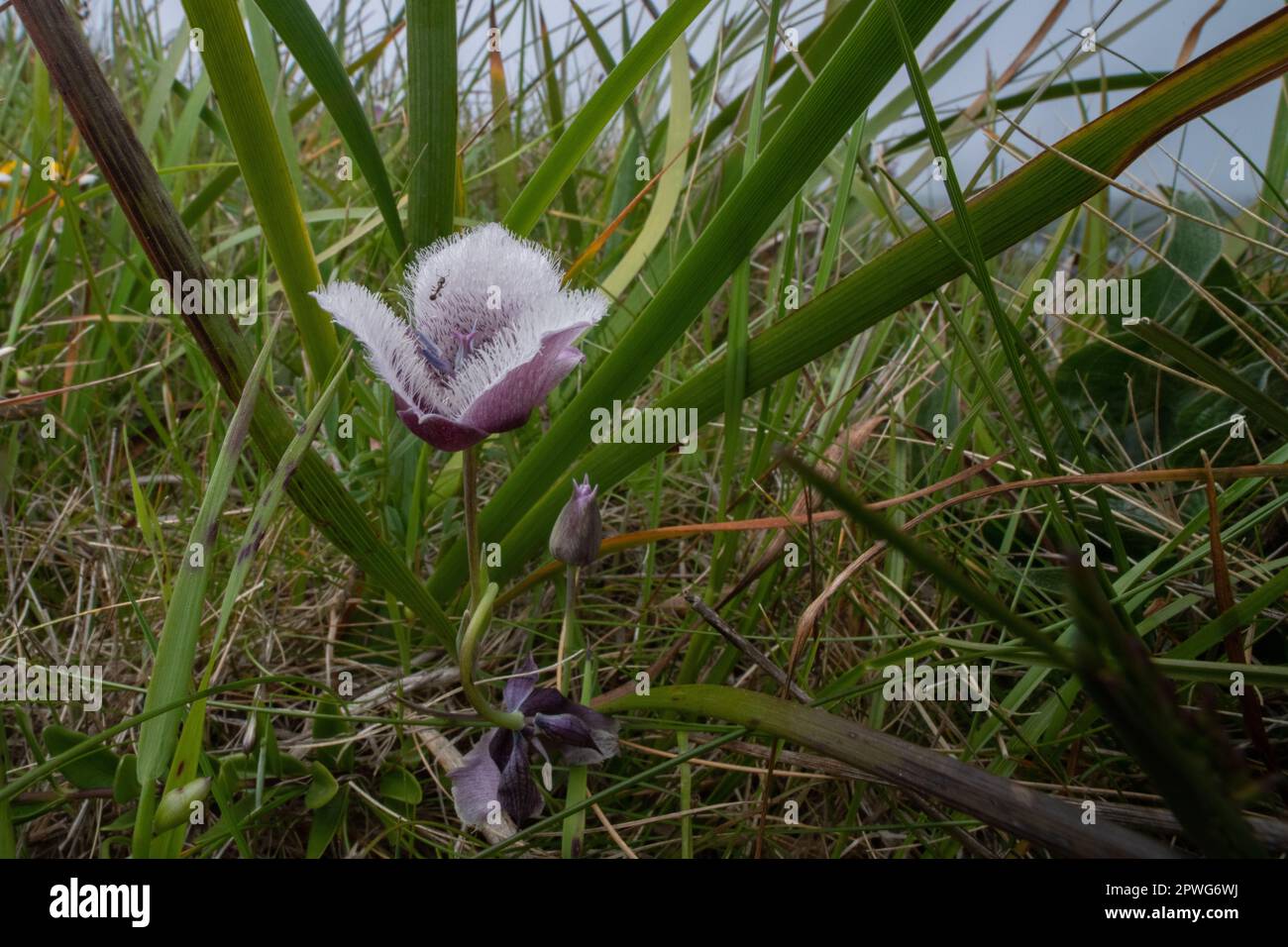 Calochortus tolmiei, Tolmie's star-tulip, flowering in the grassland of ...