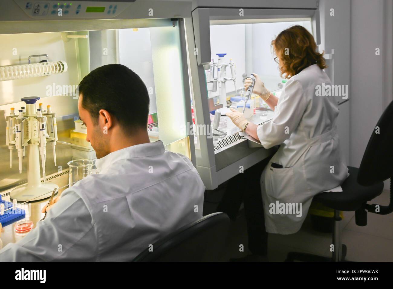 Work in a laminar box. Laboratory equipment for the study of cell ...