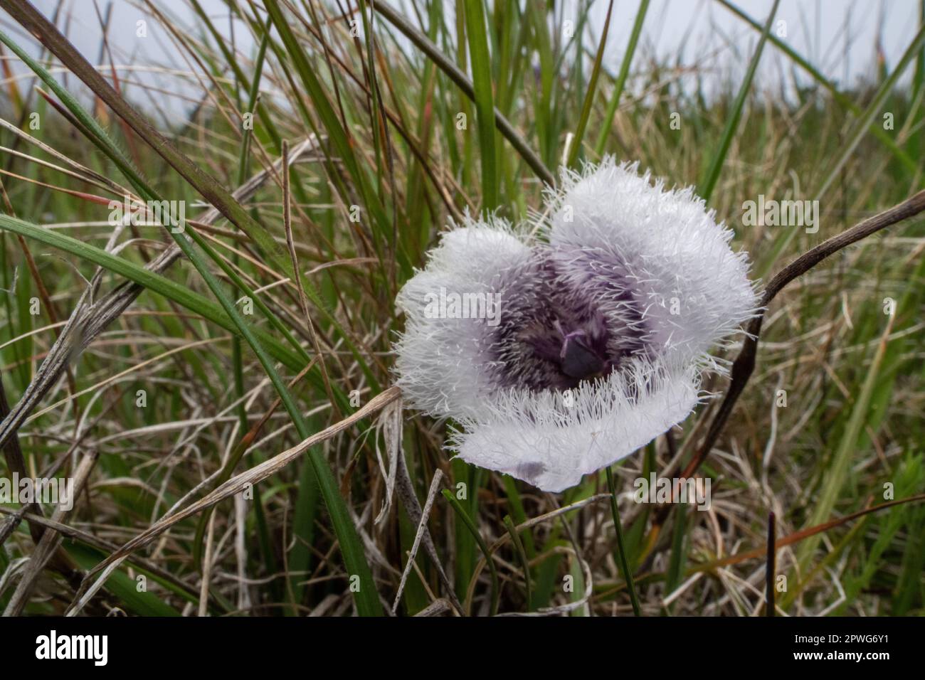 Calochortus tolmiei, Tolmie's star-tulip, flowering in the grassland of ...