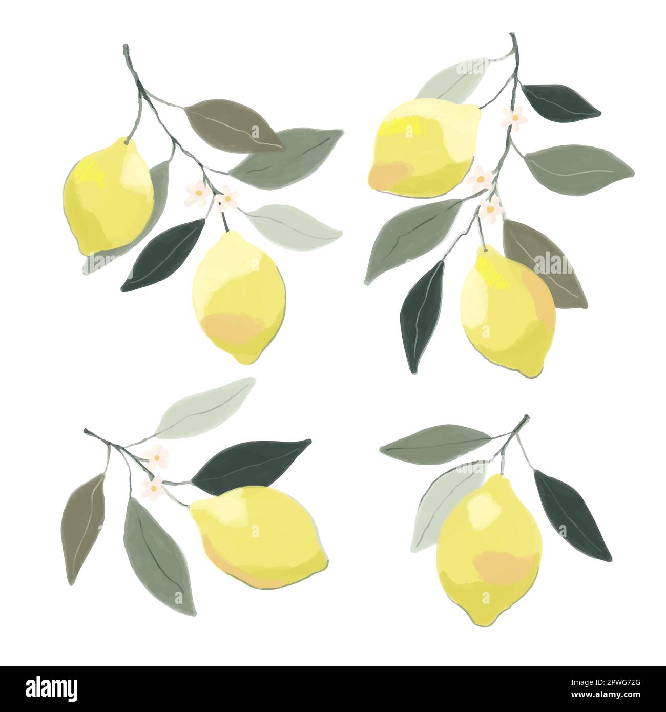 Set of lemon branches. Hand drawn tree branch with ripe lemons and leaves and flowers on white ...