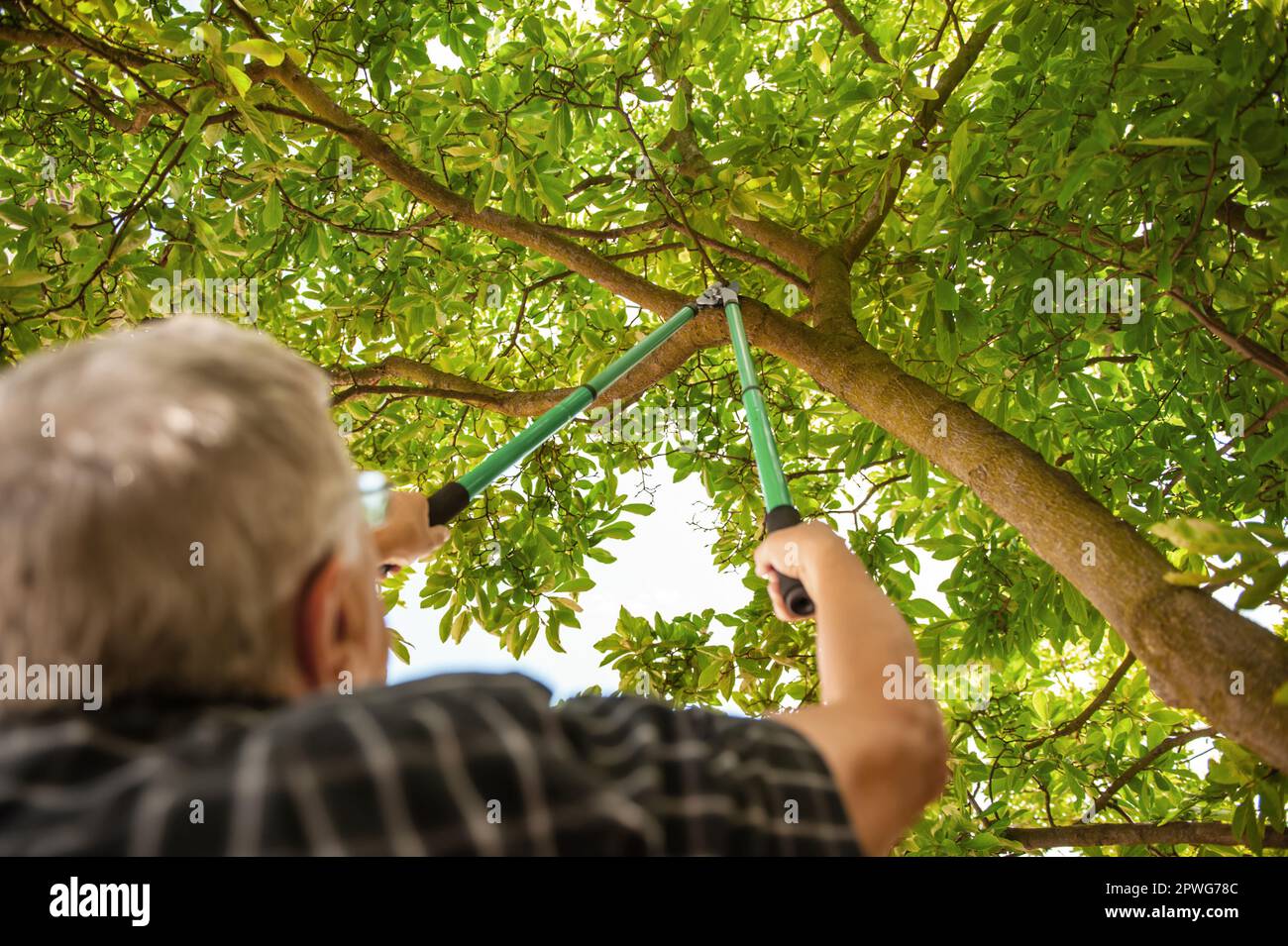 Man pruning tree hi-res stock photography and images - Alamy