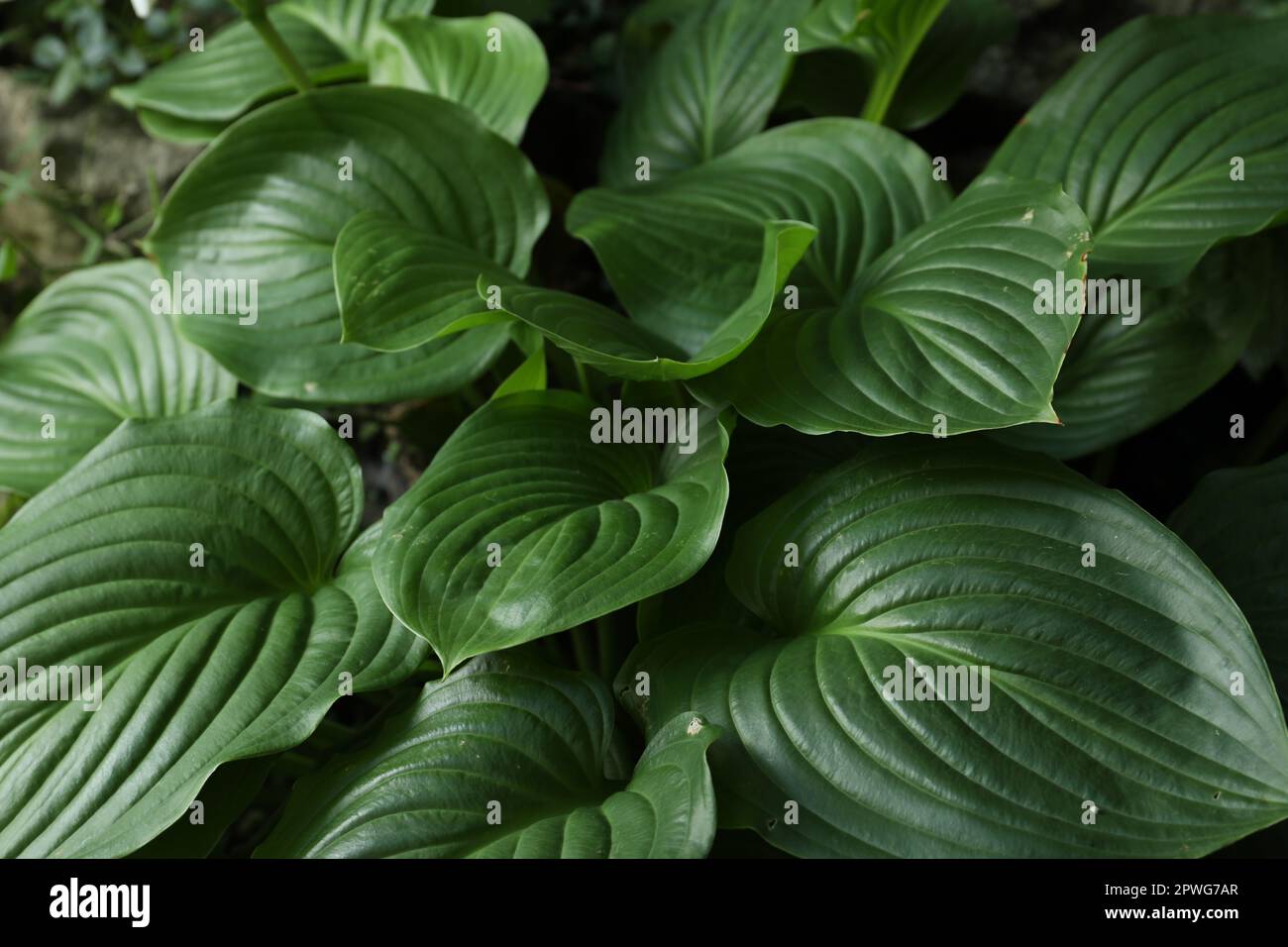 Beautiful hosta plantaginea with green leaves in garden Stock Photo - Alamy