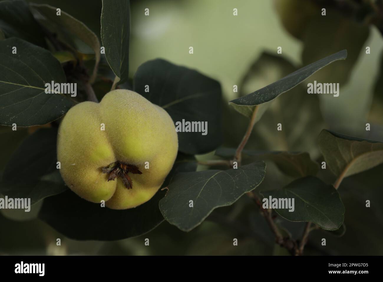 Closeup view of quince tree with ripening fruit outdoors Stock Photo ...