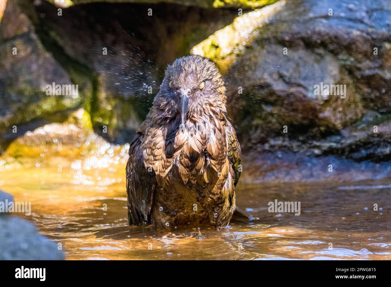 Kea - Alpine Parrot of New Zealand wildlife Stock Photo - Alamy