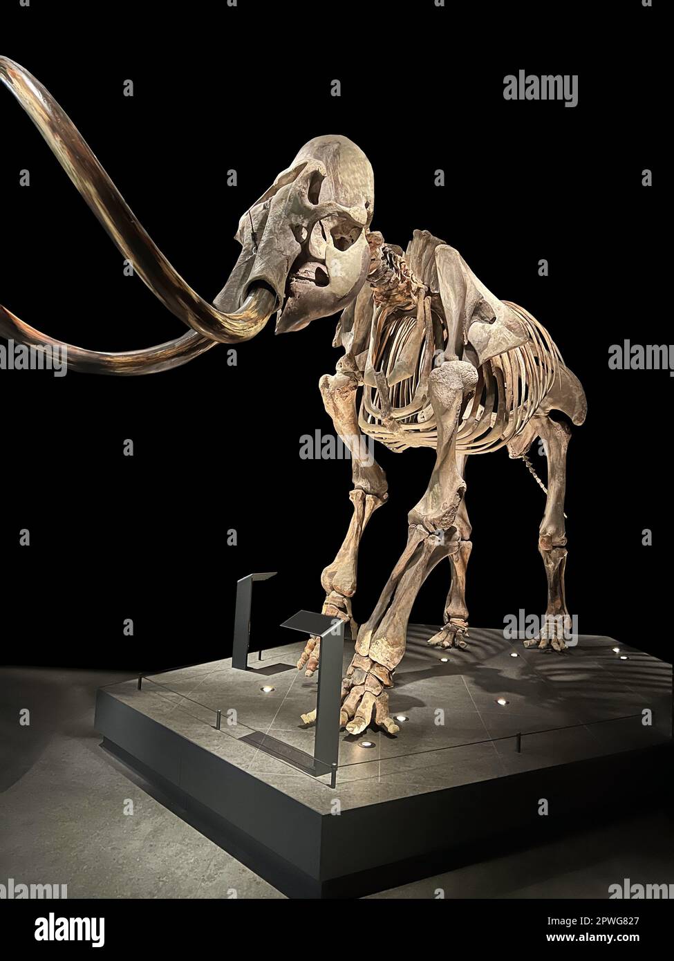 Life size skeleton of mammoth in museum Stock Photo - Alamy