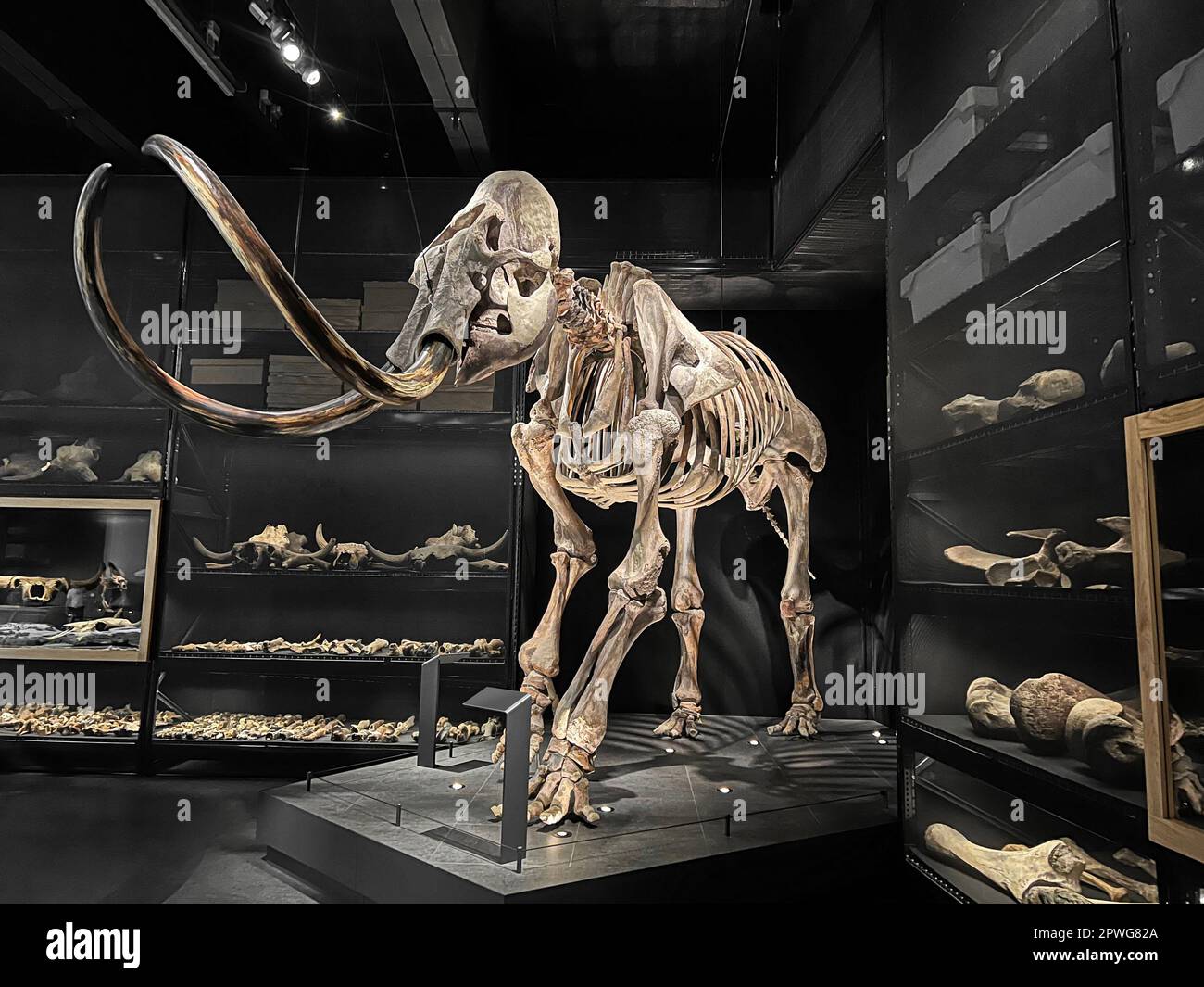 Life size skeleton of mammoth in museum Stock Photo - Alamy