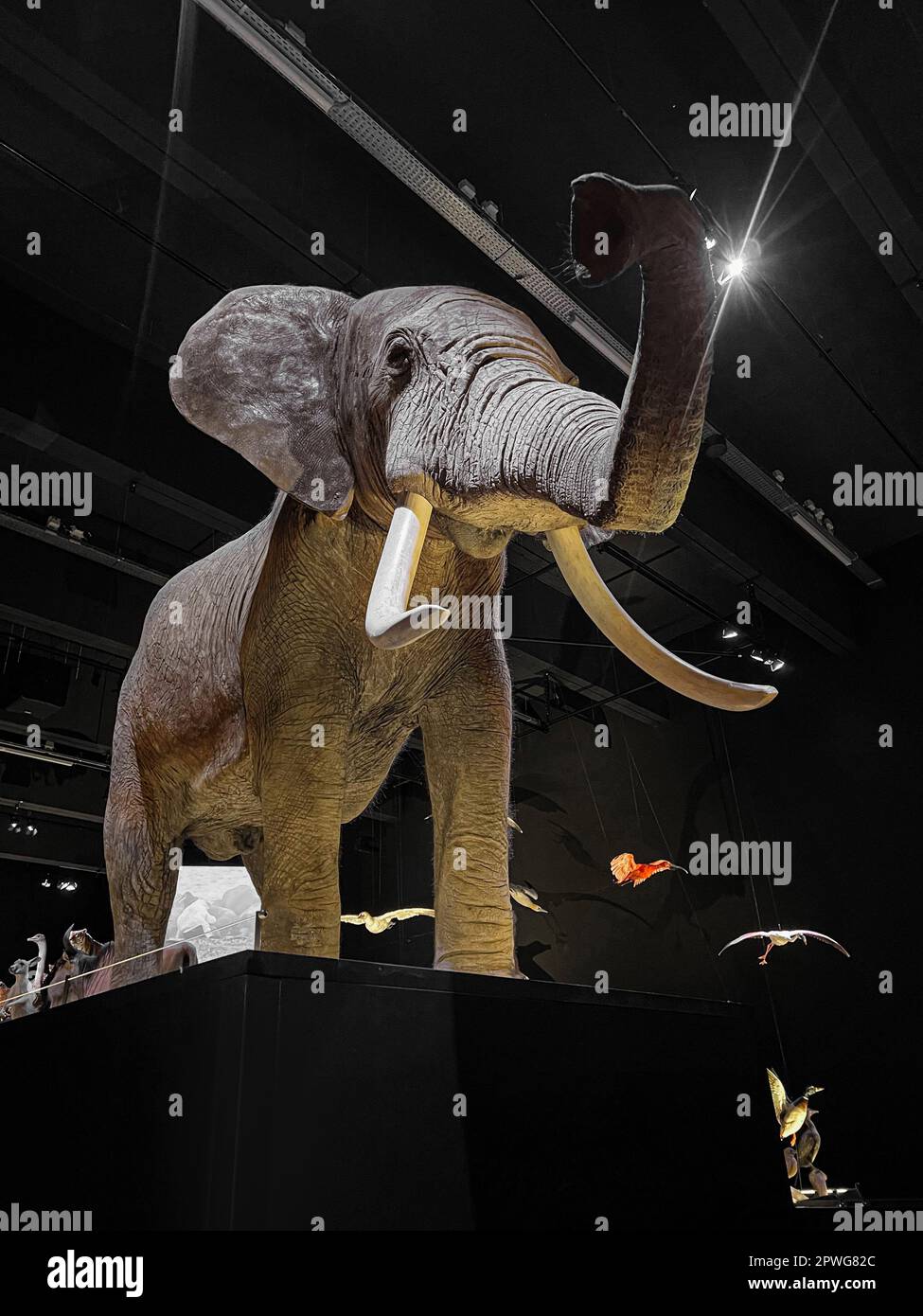 Big stuffed elephant in museum, low angle view Stock Photo - Alamy