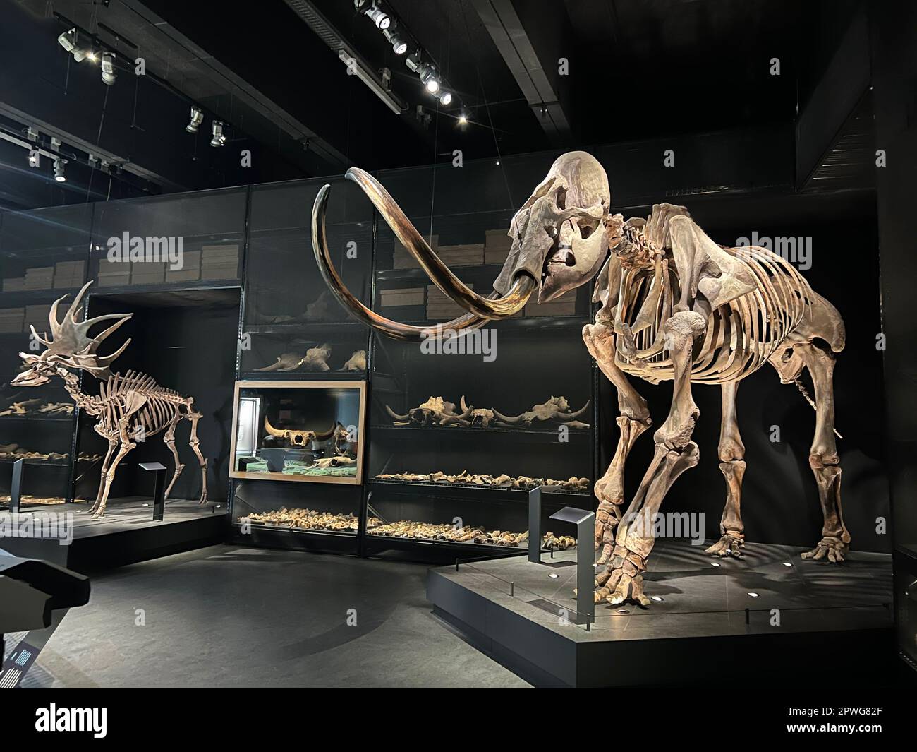 Life size skeleton of mammoth in museum Stock Photo - Alamy