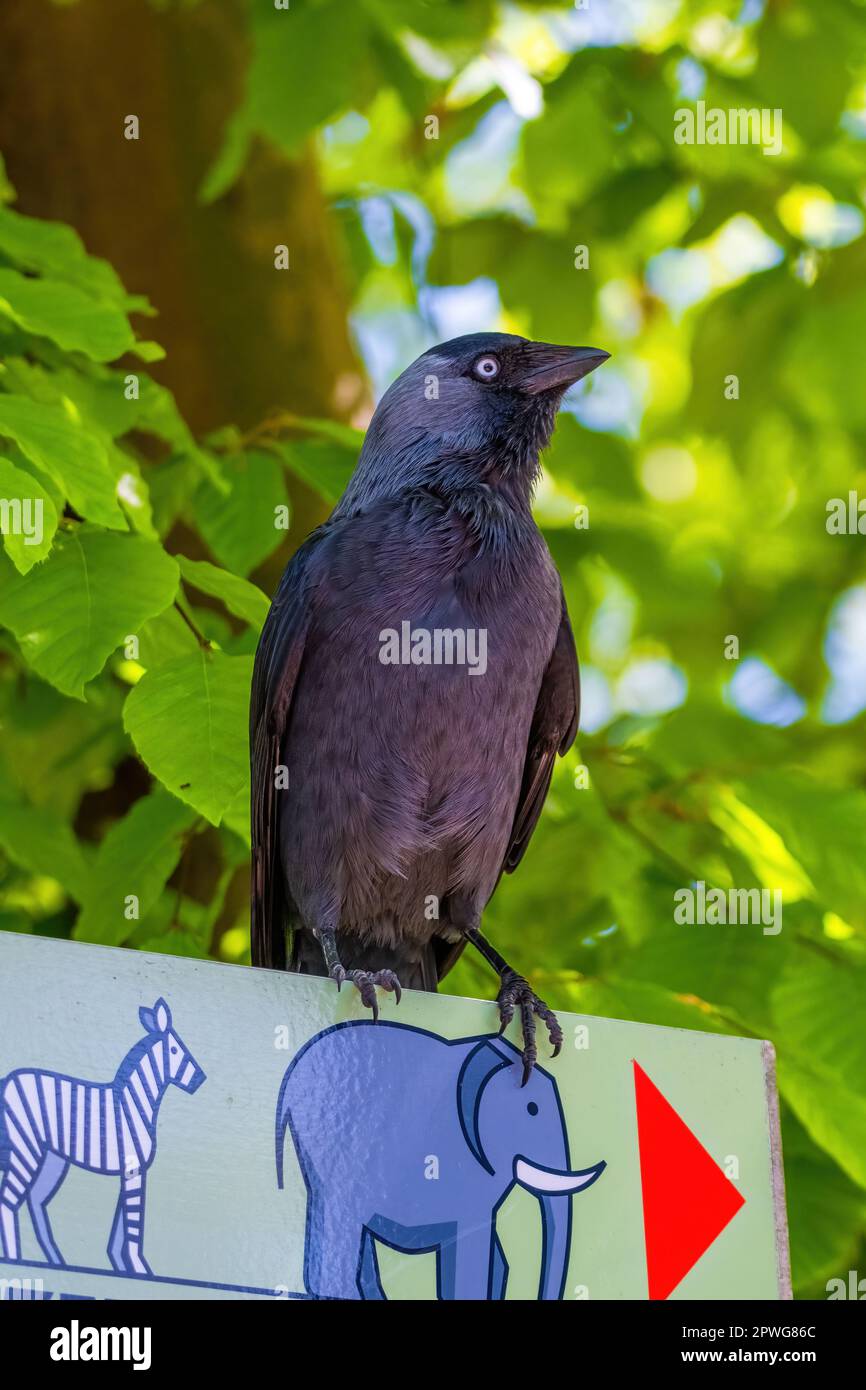 The western jackdaw (Coloeus monedula), also known as the Eurasian ...