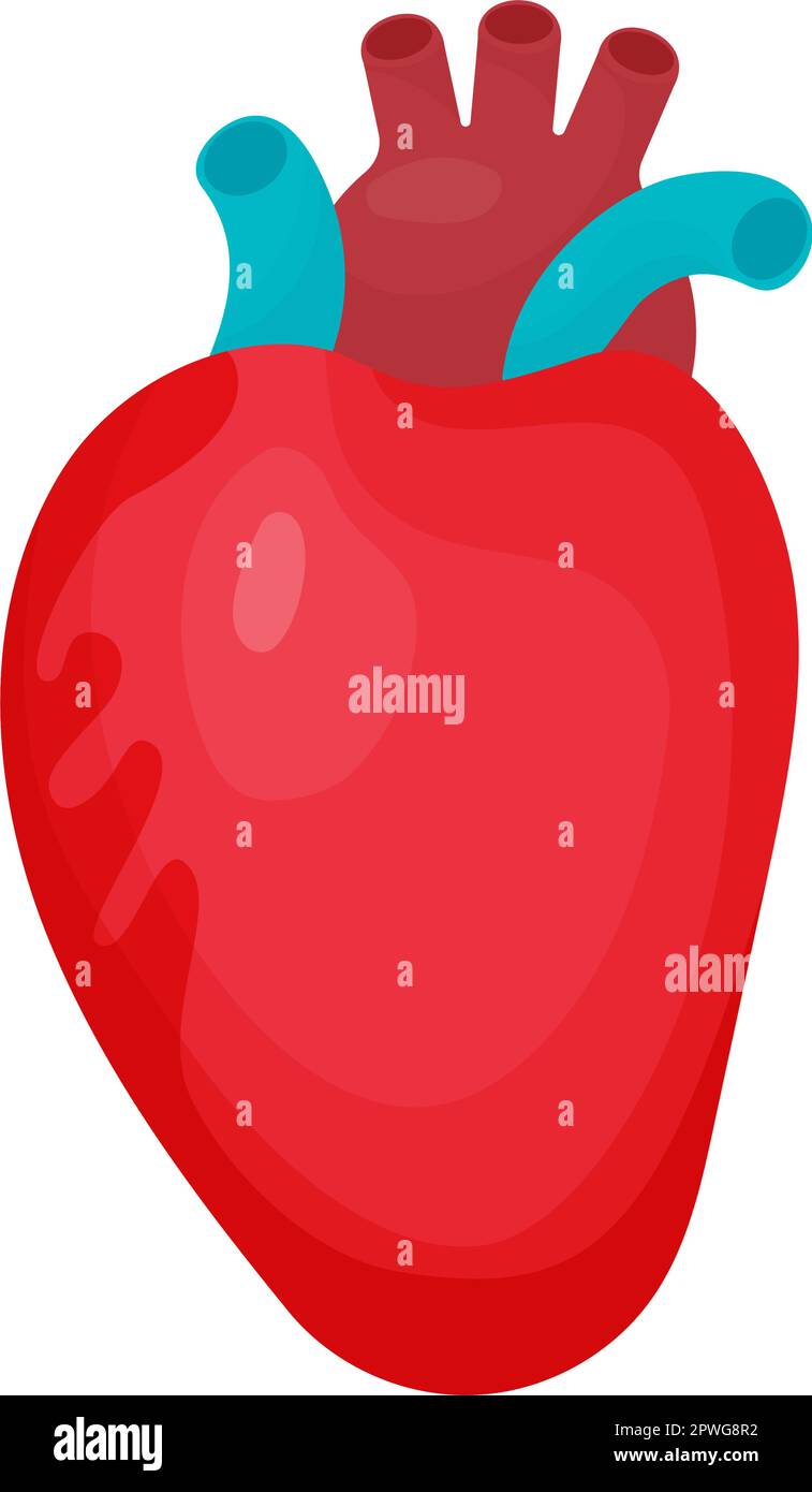 Heart human cardiology organ. Vector illustration in flat cartoon style ...