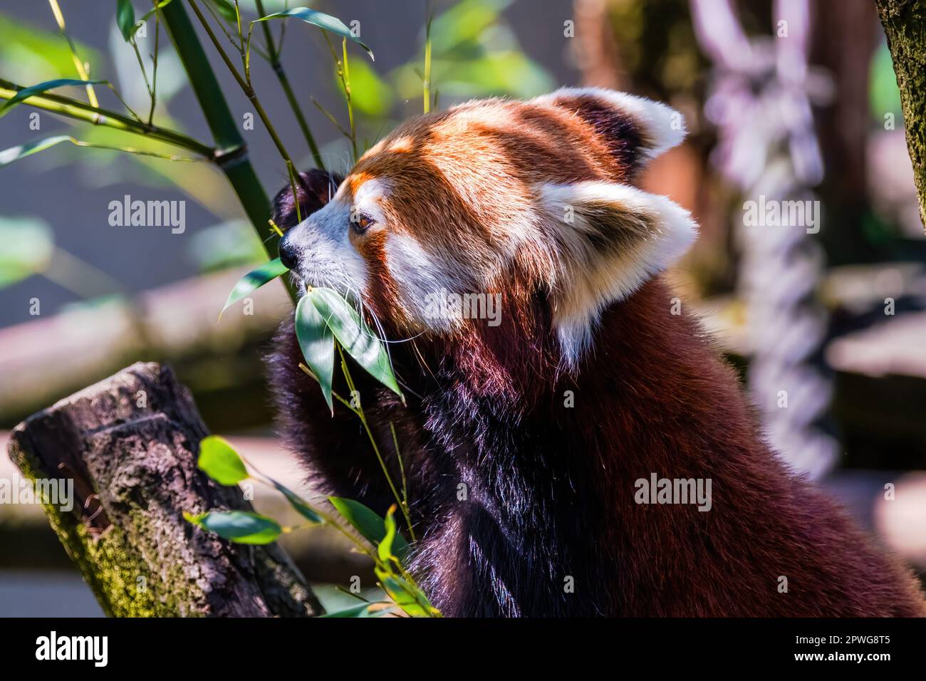 Red panda - Ailurus Fulgens - portrait. Cute animal at zoo Stock Photo ...