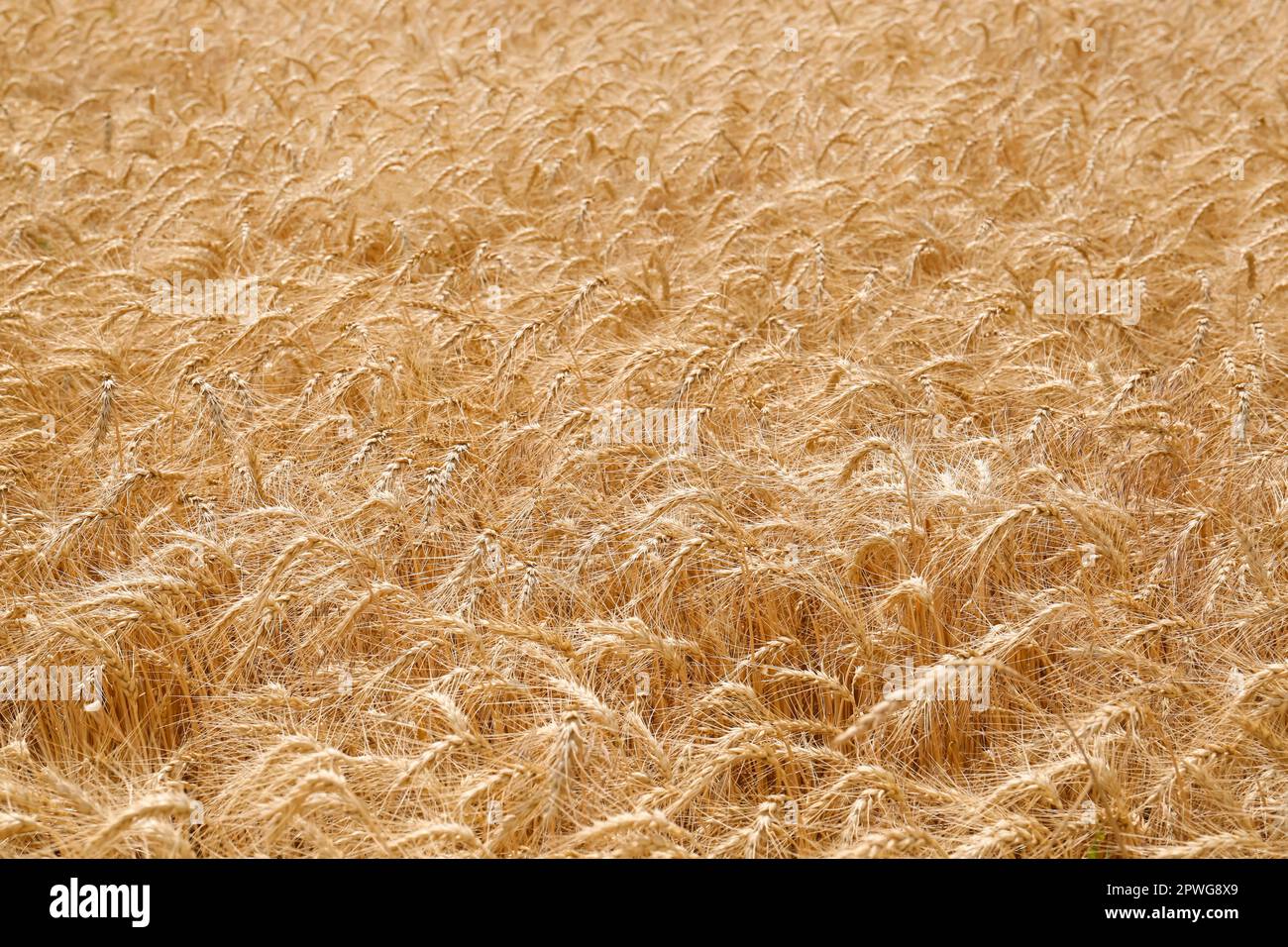 Beautiful golden wheat spikes hi-res stock photography and images - Alamy
