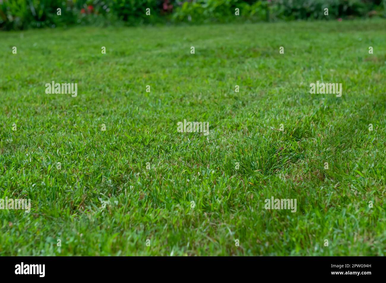 Beautiful lawn with lush green grass, closeup Stock Photo - Alamy