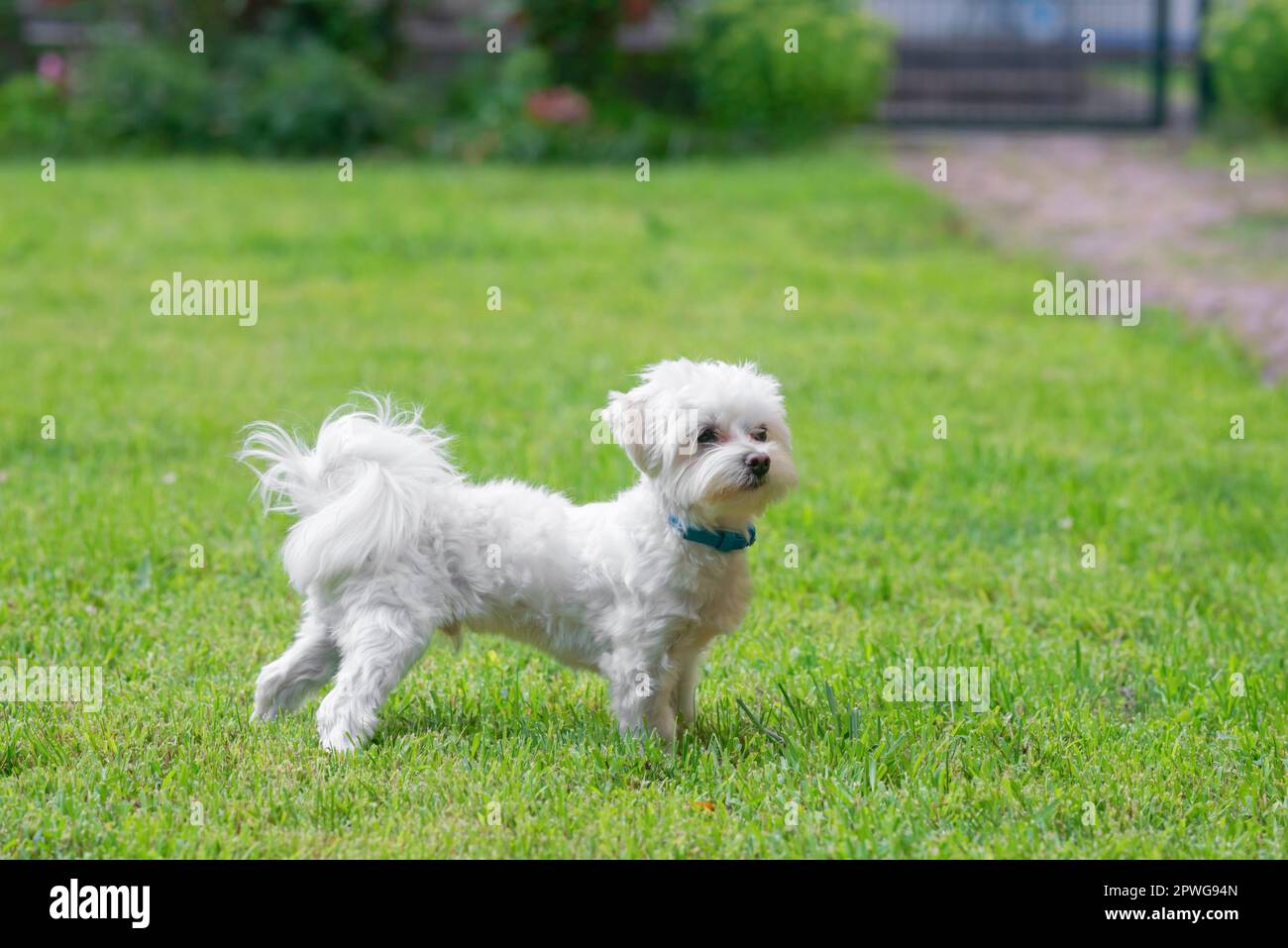 Cute little Maltese dog walking on green grass Stock Photo - Alamy