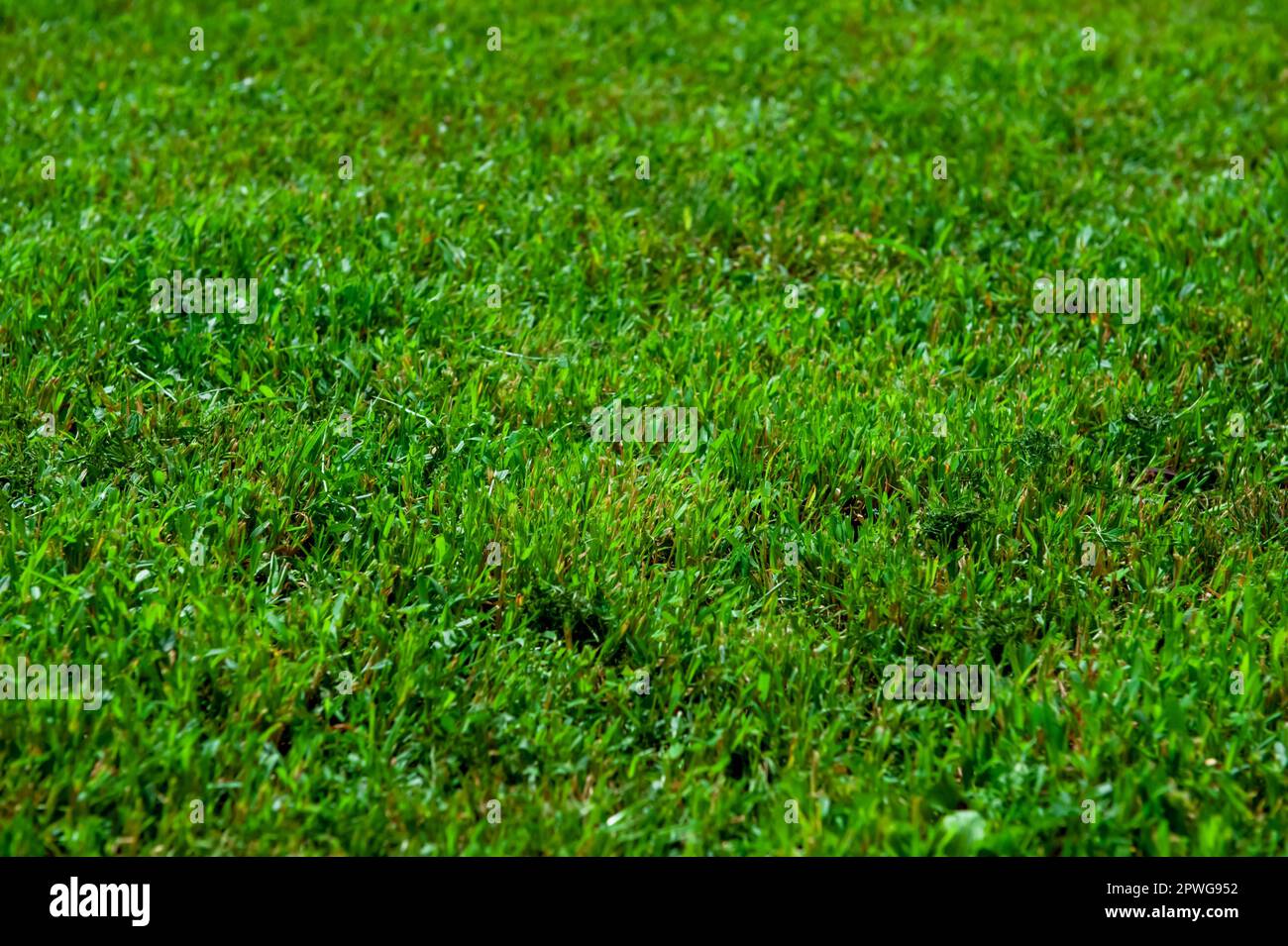 Beautiful lawn with green grass as background, closeup Stock Photo - Alamy