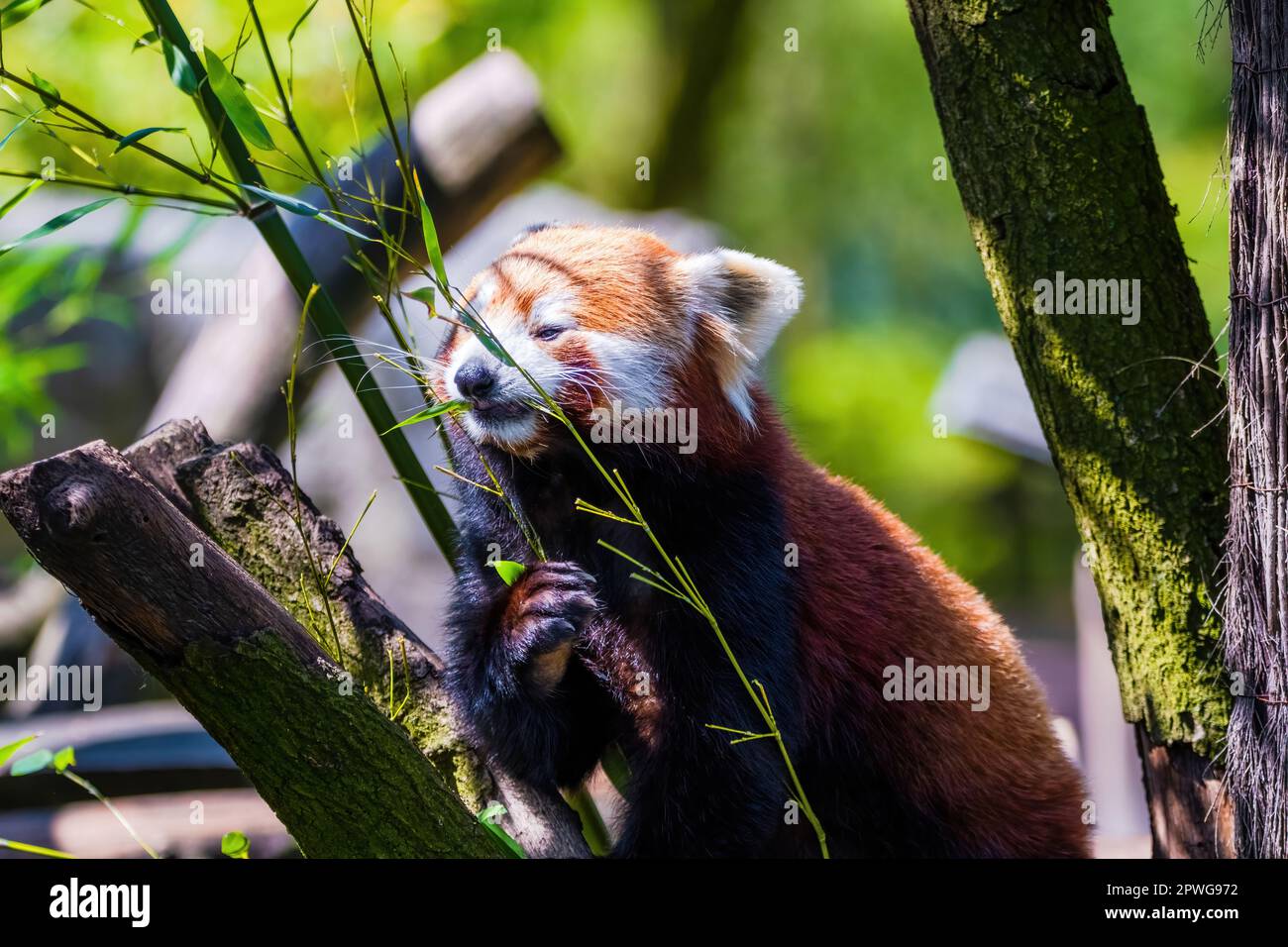 Red panda - Ailurus Fulgens - portrait. Cute animal at zoo Stock Photo ...