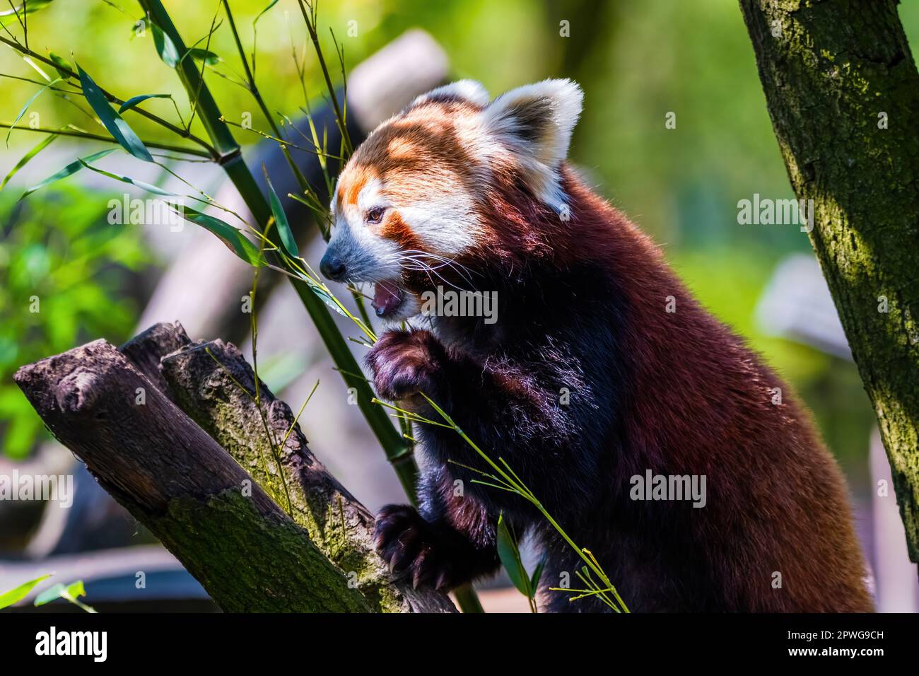 Red panda - Ailurus Fulgens - portrait. Cute animal at zoo Stock Photo ...